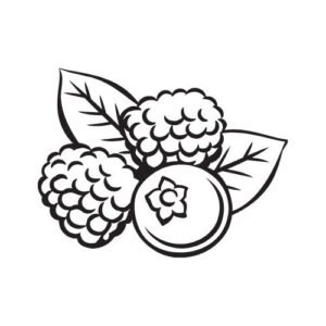 34+ Sour Raspberry Drawing Ideas for Beginners - Artist Been