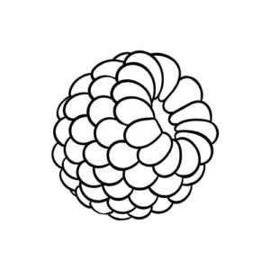 34+ Sour Raspberry Drawing Ideas for Beginners - Artist Been