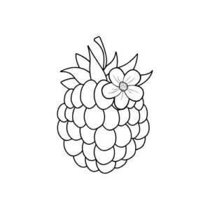 34+ Sour Raspberry Drawing Ideas for Beginners - Artist Been