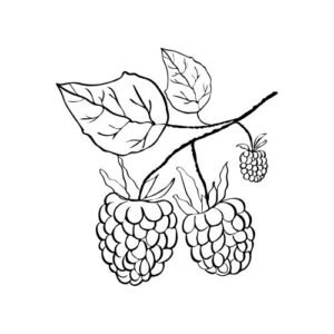 34+ Sour Raspberry Drawing Ideas for Beginners - Artist Been