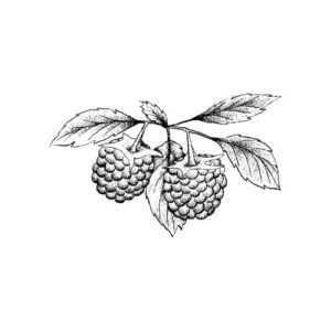 34+ Sour Raspberry Drawing Ideas for Beginners - Artist Been