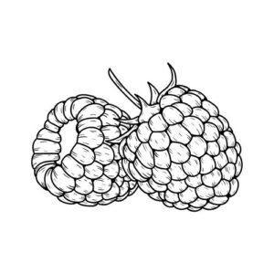 34+ Sour Raspberry Drawing Ideas for Beginners - Artist Been