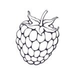 34+ Sour Raspberry Drawing Ideas for Beginners - Artist Been