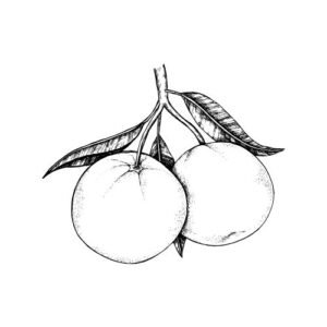 24+ Sour Tangerine Drawing Ideas for Beginners - Artist Been