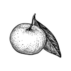 24+ Sour Tangerine Drawing Ideas for Beginners - Artist Been