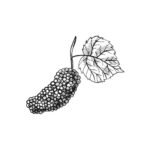 30+ Sweet Mulberry Drawing Ideas for Beginners - Artist Been