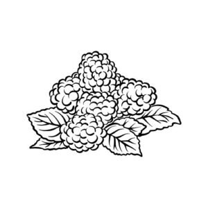 30+ Sweet Mulberry Drawing Ideas for Beginners - Artist Been