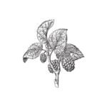 30+ Sweet Mulberry Drawing Ideas for Beginners - Artist Been
