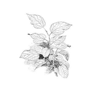 30+ Sweet Mulberry Drawing Ideas for Beginners - Artist Been