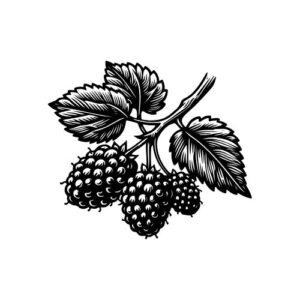 30+ Sweet Mulberry Drawing Ideas for Beginners - Artist Been