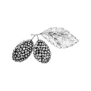 30+ Sweet Mulberry Drawing Ideas for Beginners - Artist Been